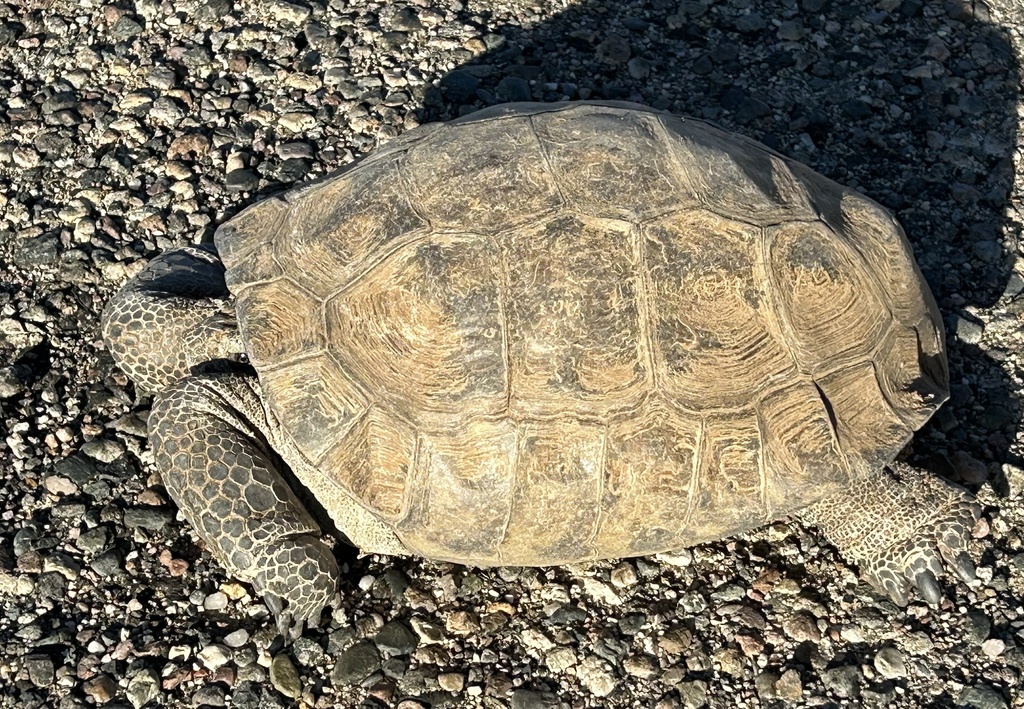 Sonoran Desert Tortoise in October 2023 by Eric Hough · iNaturalist