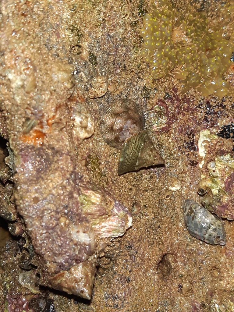 Trochus hanleyanus from Port Hedland, WA, Australia on October 2, 2023 ...
