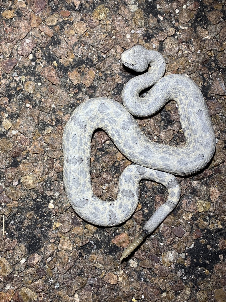 Mottled Rock Rattlesnake from Fort Stockton, TX, US on October 4, 2023 ...
