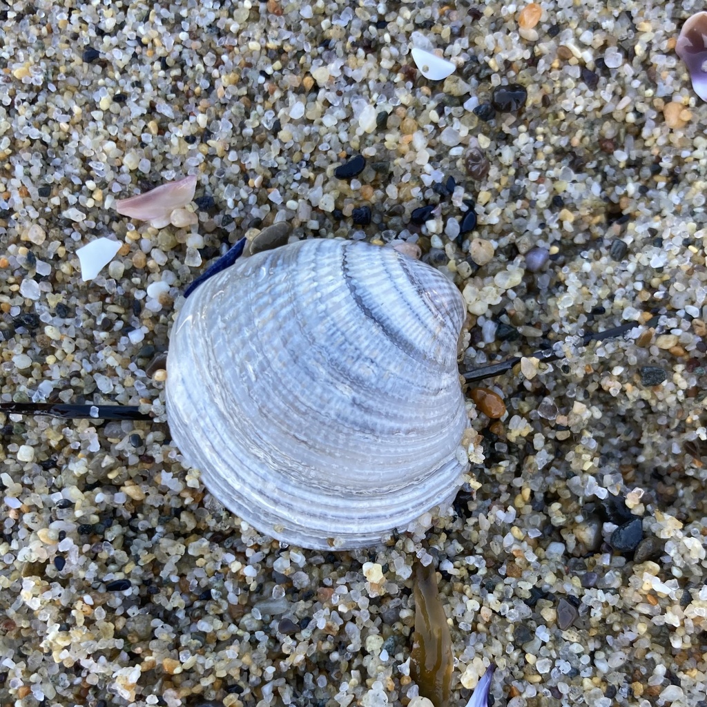 California Venus (China Cove Organisms) · iNaturalist