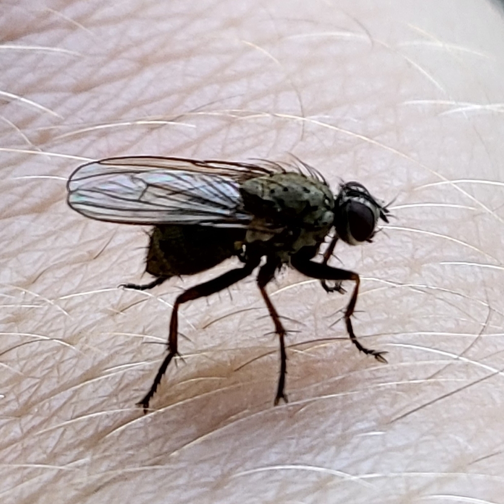 Common Tiger Fly from South End, Burlington, VT, USA on October 4, 2023 ...