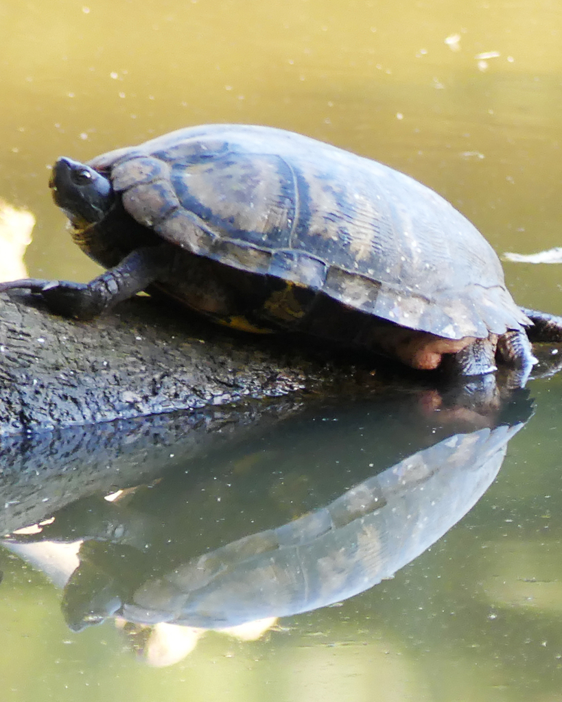 Pond Slider from Brookline, MA, USA on October 2, 2023 at 05:30 PM by ...