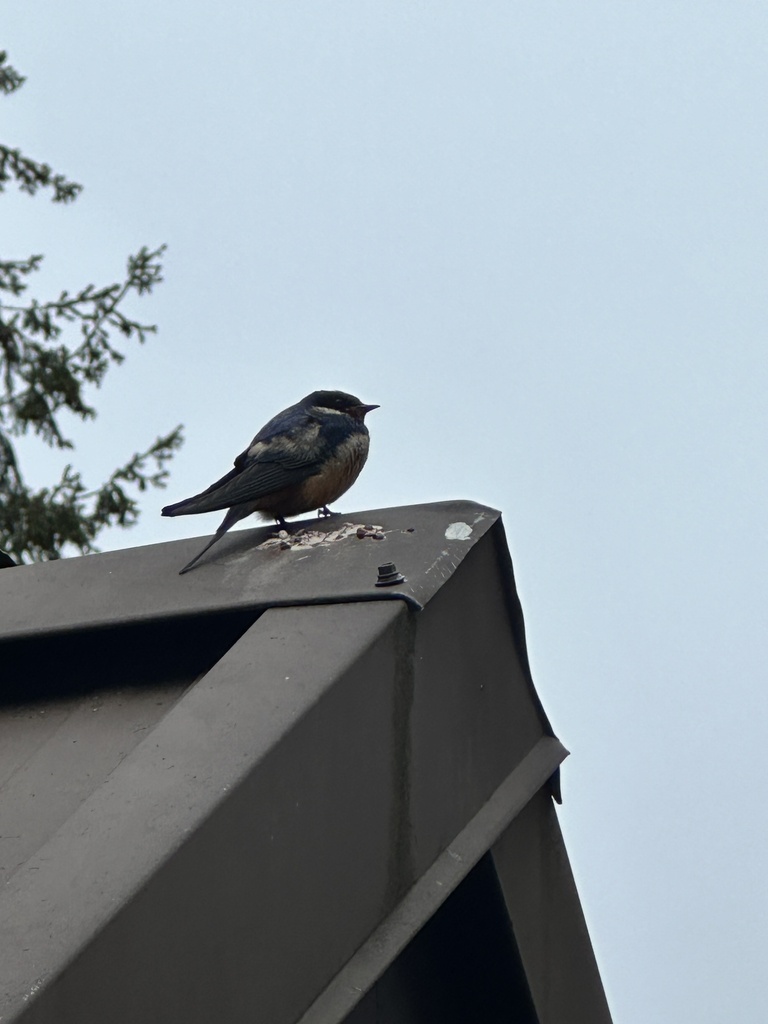 Barn Swallow from Mount Rainier National Park, Ashford, WA, US on June ...