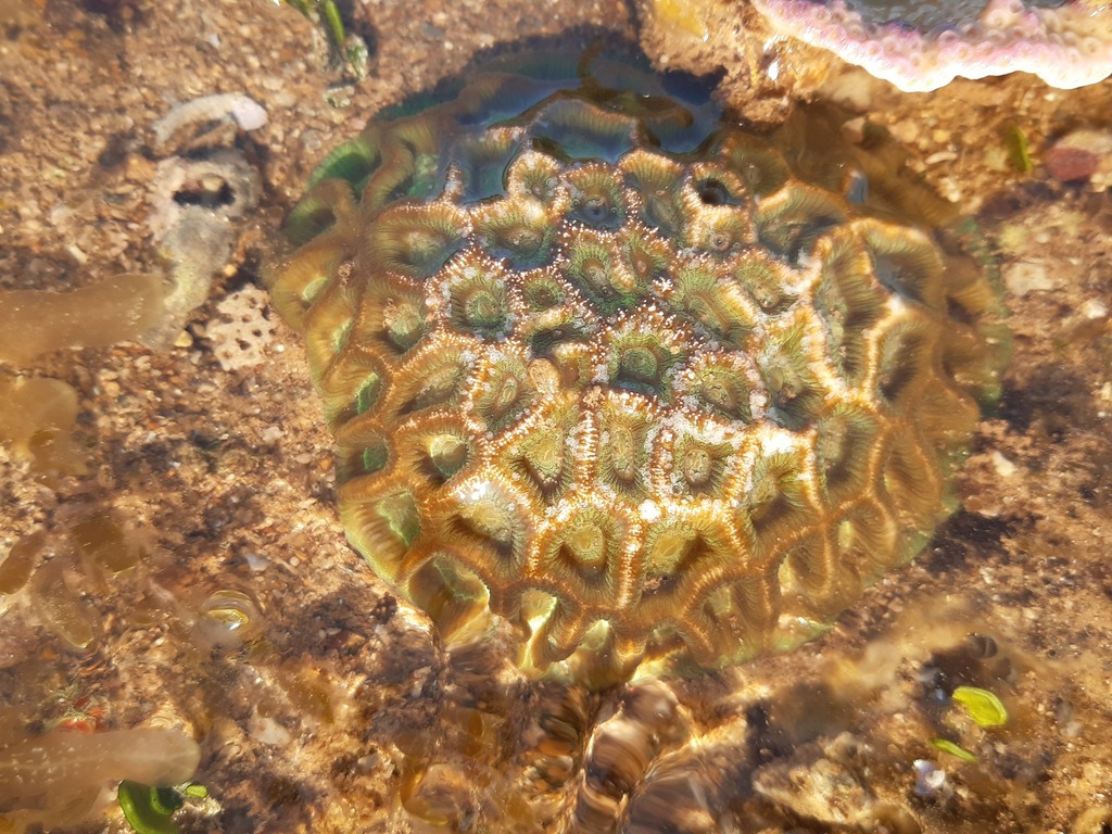 Coelastrea palauensis in October 2023 by the-reef-stalker · iNaturalist