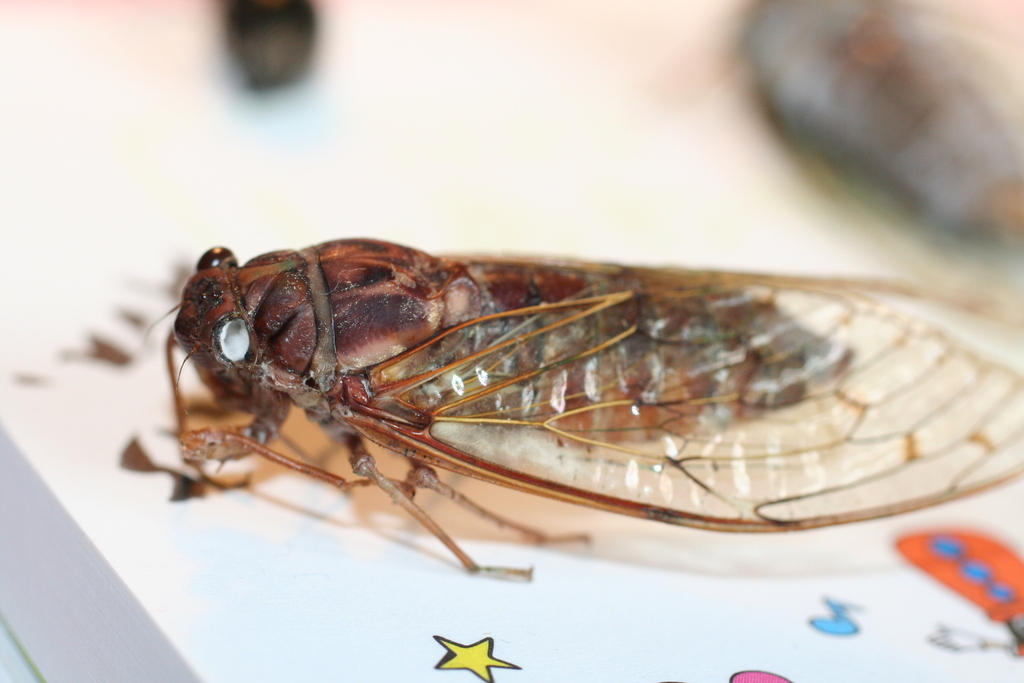 Evening Cicada from Kanohara Tayaji, Kami, Kami District, Miyagi 981 ...