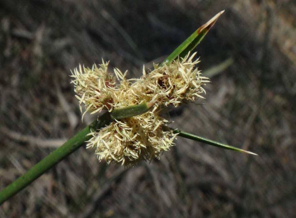 Spiny Sedge from Hattah VIC 3501, Australia on October 9, 2019 at 03:27 ...