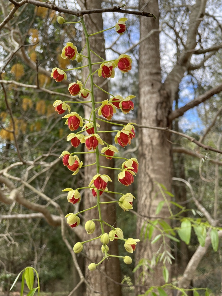 Leichhardt Bean from Collingwood Park, QLD, AU on October 5, 2023 at 02 ...