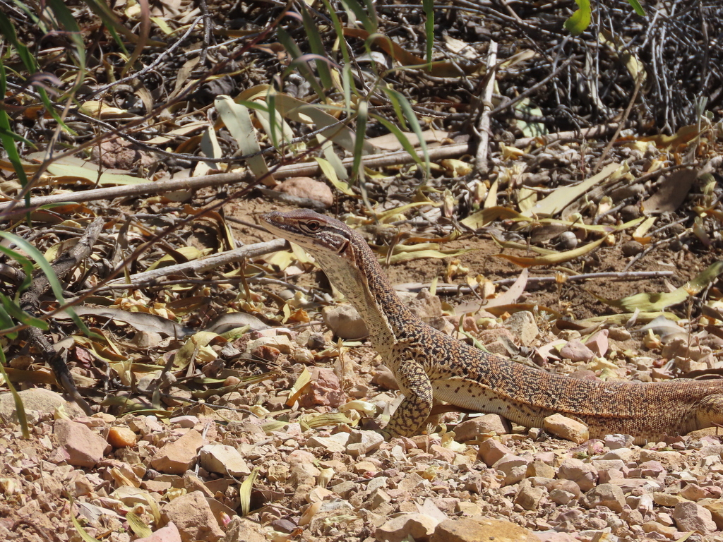 Sand Goanna from Birdsville QLD 4482, Australia on September 23, 2023 ...