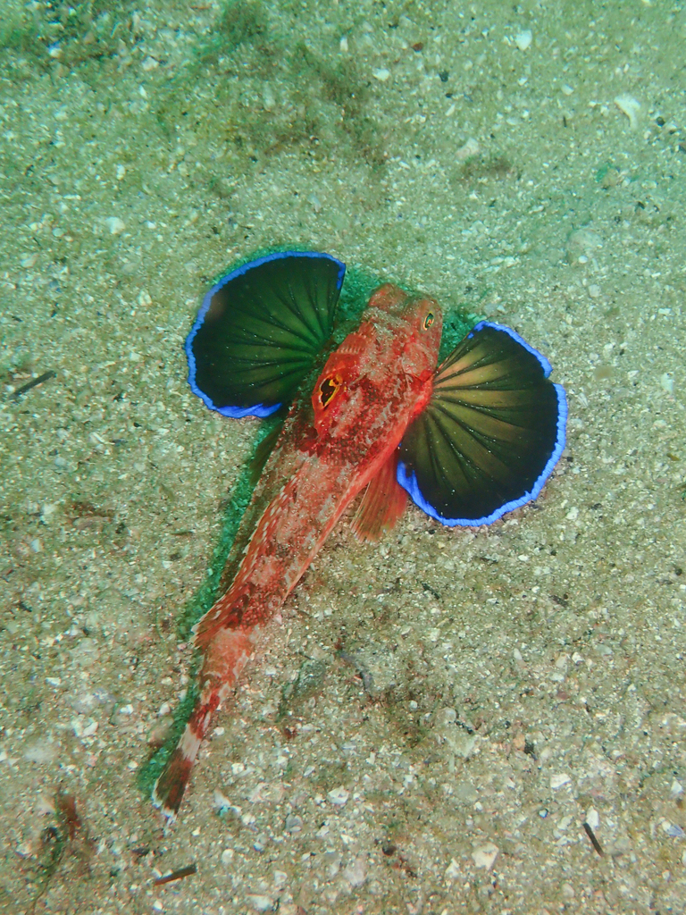 Spiny Gurnard from New South Wales, Australia on September 22, 2023 at ...