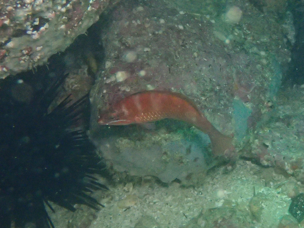 Luculent Wrasse from New South Wales, Australia on September 22, 2023 ...