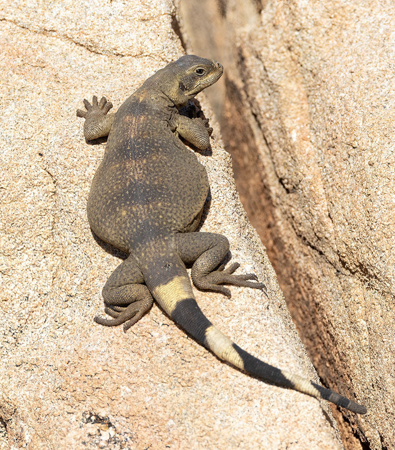 Common Chuckwalla from Creosote & Bigfoot Trails, Joshua Tree National ...
