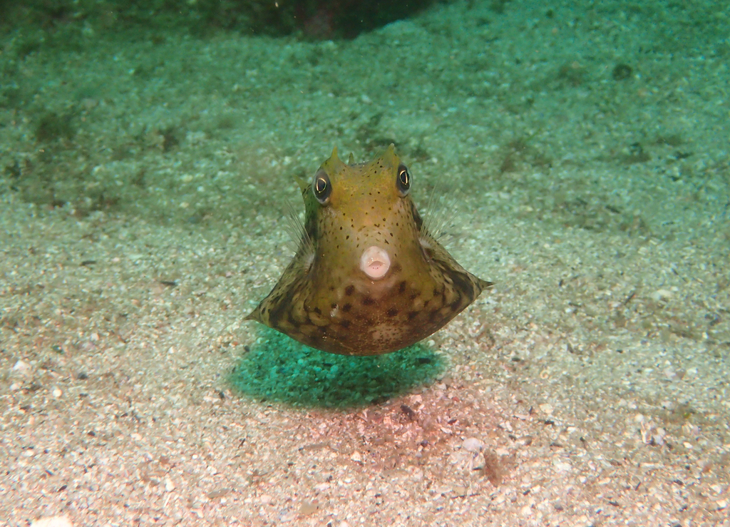 Roundbelly Cowfish from New South Wales, Australia on September 22 ...