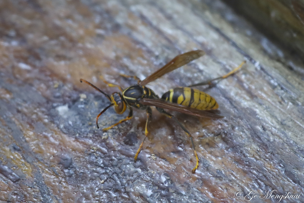 Rothney's Paper Wasp from 中国北京市延庆区 on October 15, 2020 at 11:21 AM by ...