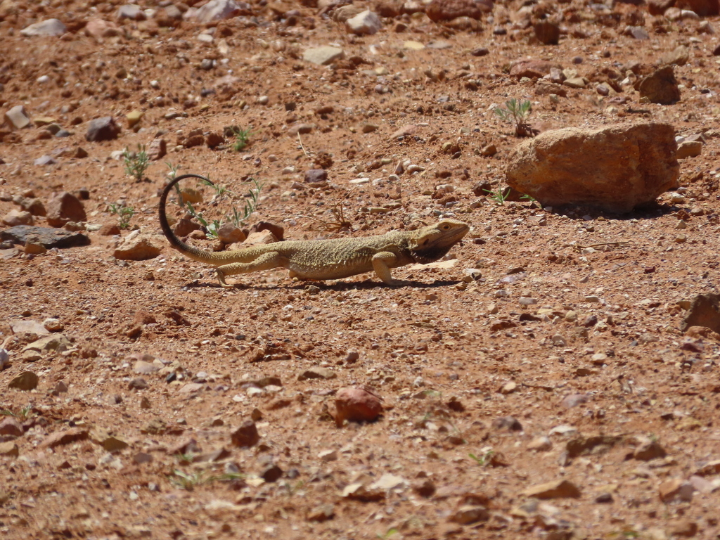 Central Bearded Dragon from Birdsville QLD 4482, Australia on September ...