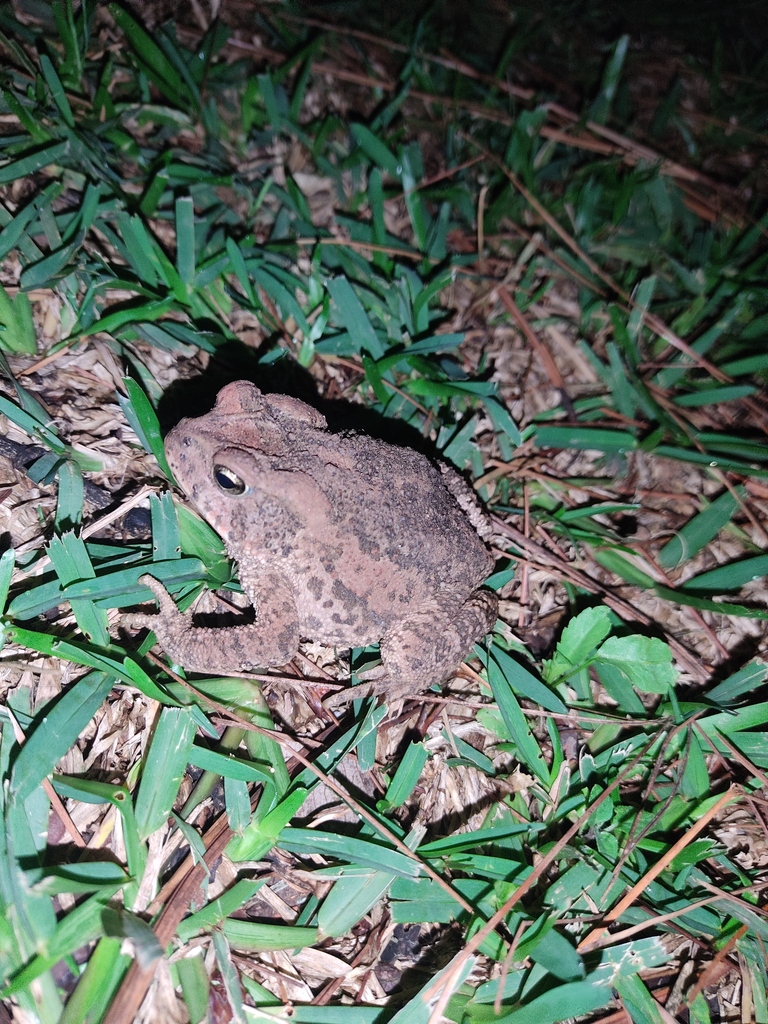 Pine Toad from Mazamitla, Jal., México on September 28, 2023 at 09:25 ...