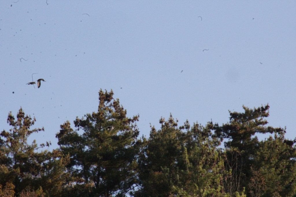 Crows and Ravens from Pike County, PA, USA on October 4, 2023 at 03:03 ...