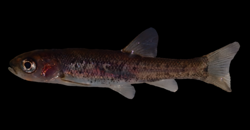 Allegheny Pearl Dace (Margariscus margarita) (Wildlife of the United ...