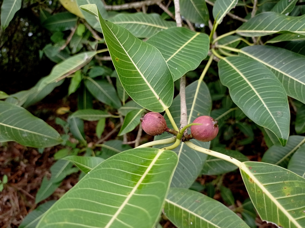Wild Fig from 82532 Sin., México on October 4, 2023 at 10:46 AM by Eber ...