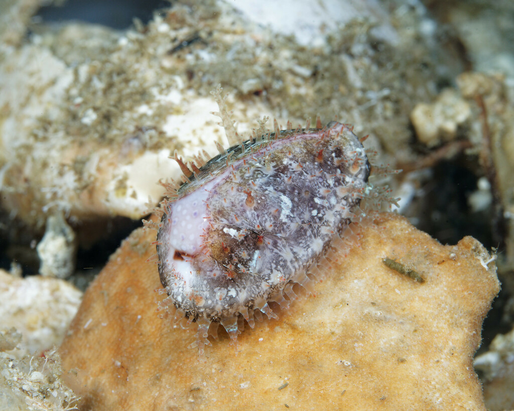 Boivin's cowrie from Gato Island, Philippines on June 18, 2023 at 03:54 ...