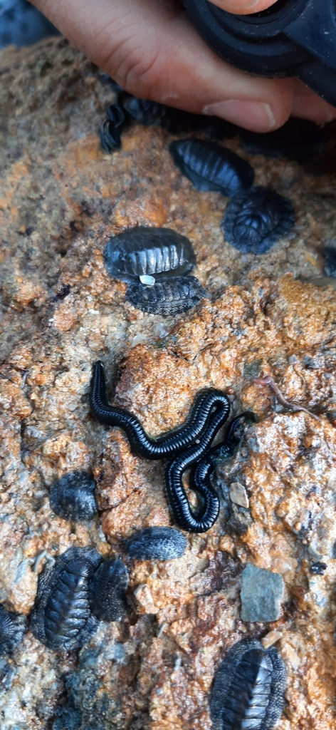 New Zealand Paddle Worm from Lyttelton 8971, New Zealand on October 5 ...