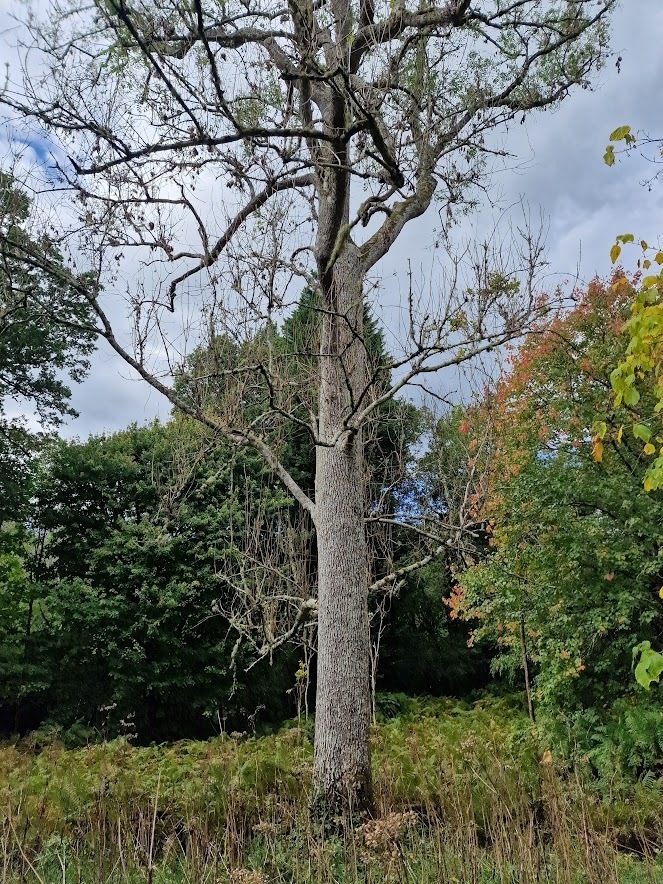 European ash from Kew Wakehurst PLace West Sussex, UK on October 3 ...