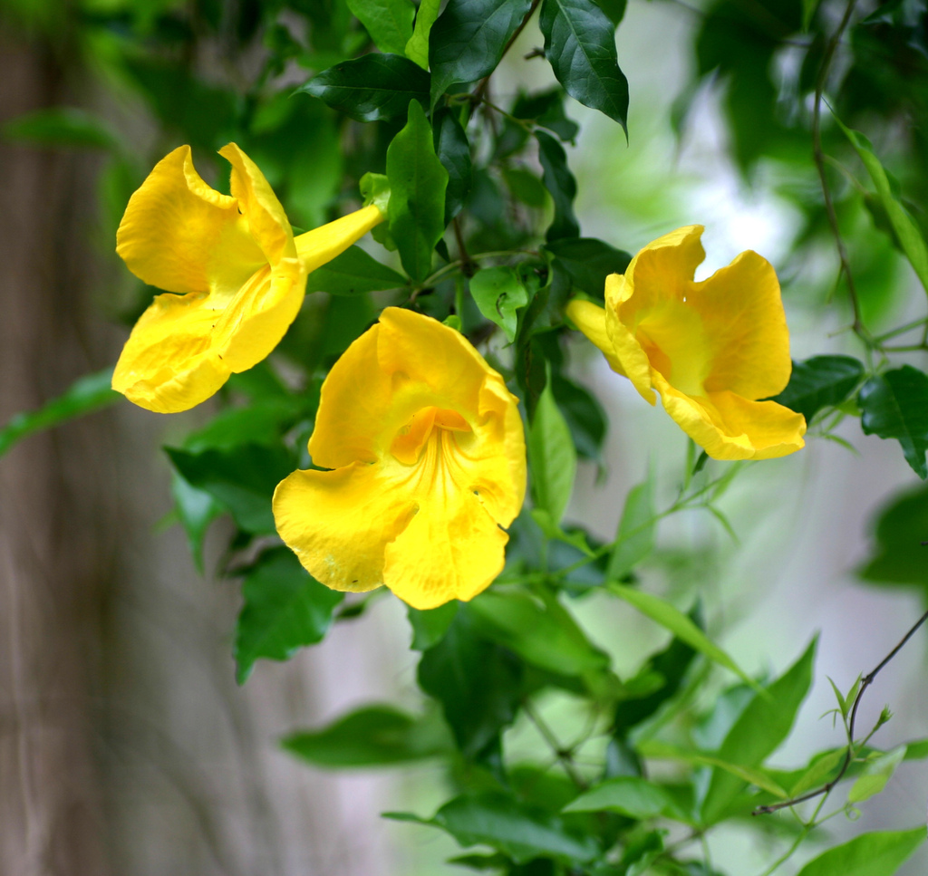 Catclaw vine from Veresdale Scrub QLD 4285, Australia on November 10 ...
