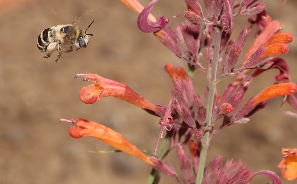 Urbane Digger Bee from Chelan County, WA, USA on August 13, 2023 at 11: ...