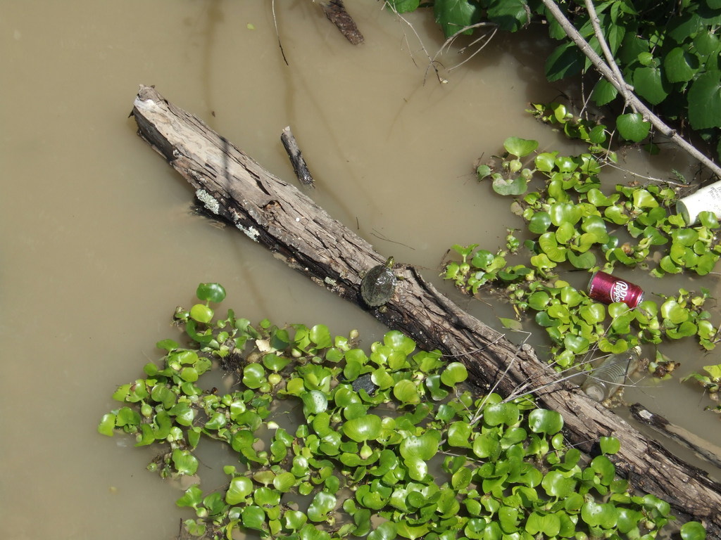 texas map turtle (Herps of Travis County) · iNaturalist
