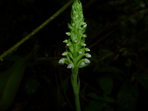 Goodyera major · iNaturalist Ecuador