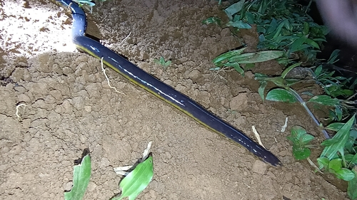 Long-headed Caecilian (Ichthyophis longicephalus) · iNaturalist United ...
