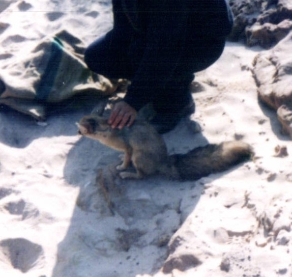 Blanford's Fox from Areedh Sub-District, Jordan on March 01, 1996 at 12 ...