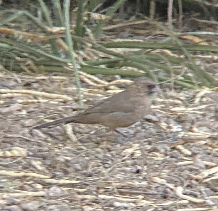Abert's Towhee from The University of Arizona, Tucson, AZ, US on ...