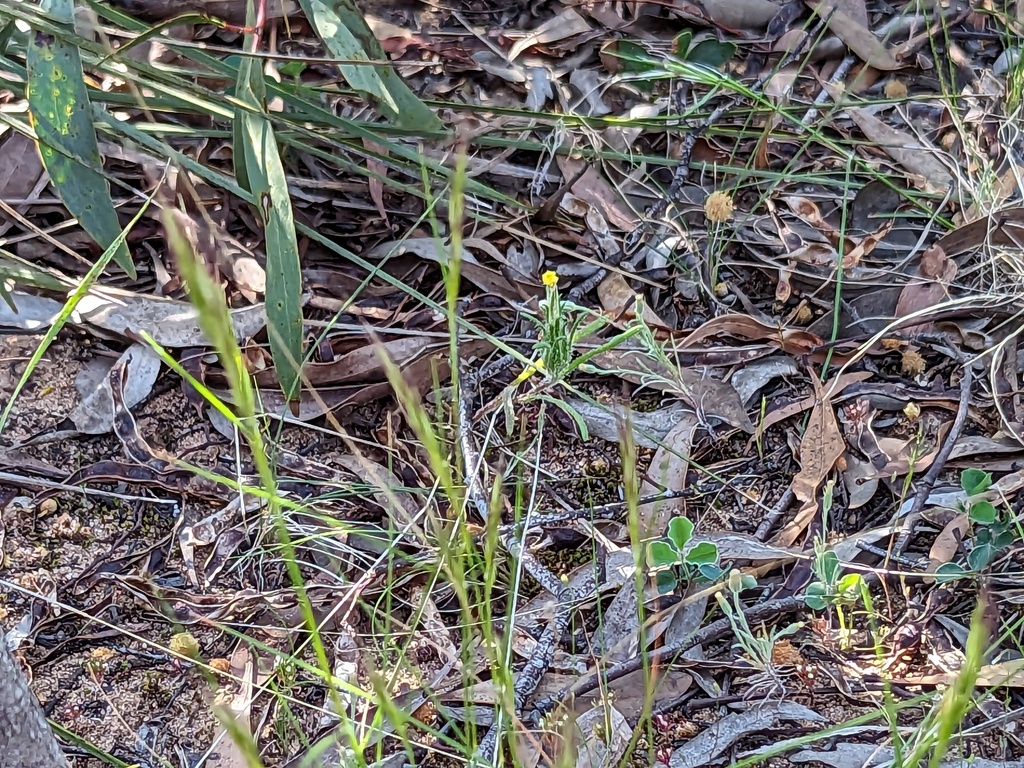 Sticky Long-heads from Meningie West SA 5264, Australia on September 24 ...