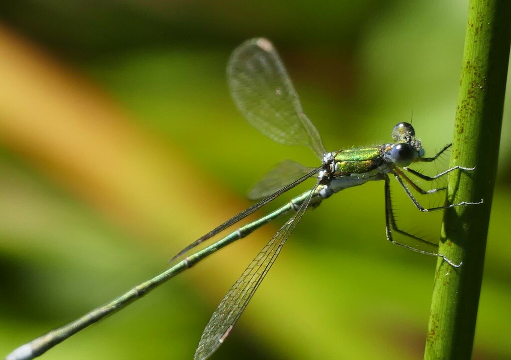 Lestes virens vestalis from 87509 Immenstadt im Allgäu, Deutschland on ...