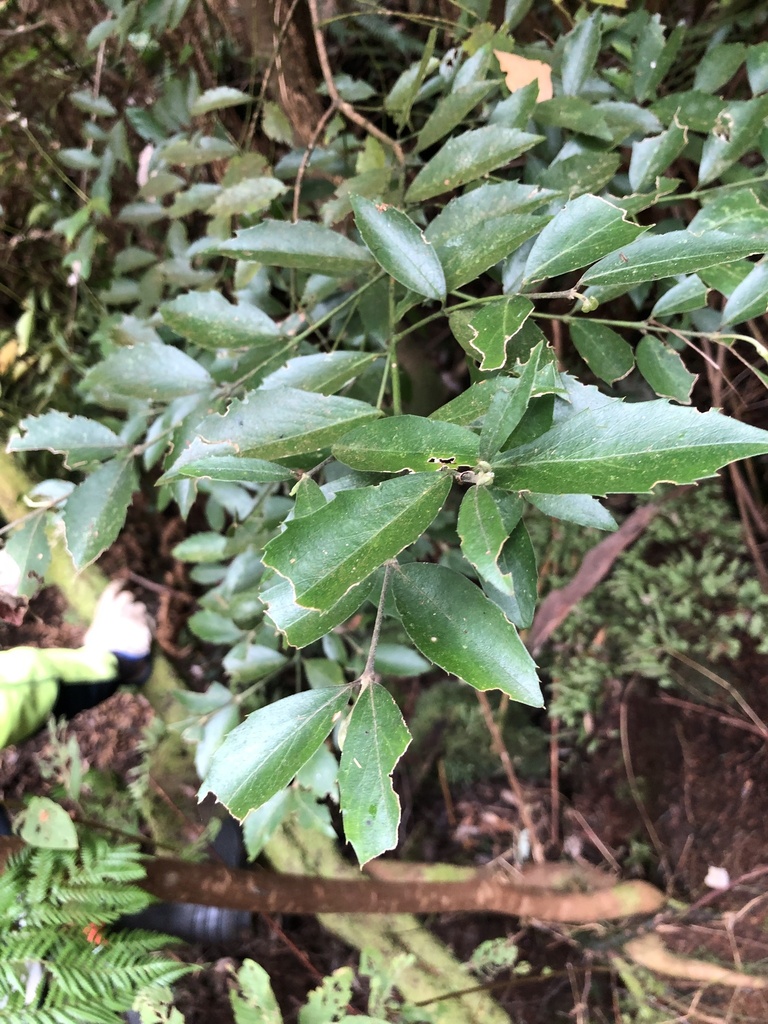 Southern Sassafras from Sassafras Creek Rd, Sherbrooke, VIC, AU on ...