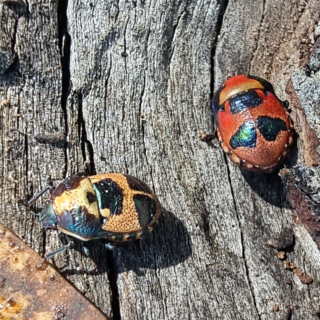 Red Jewel Bug from Hattah VIC 3501, Australia on October 5, 2023 at 09: ...