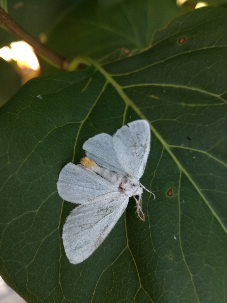 Swan Moth from 6360 Tinglev, Danmark on August 4, 2022 at 11:21 AM by ...
