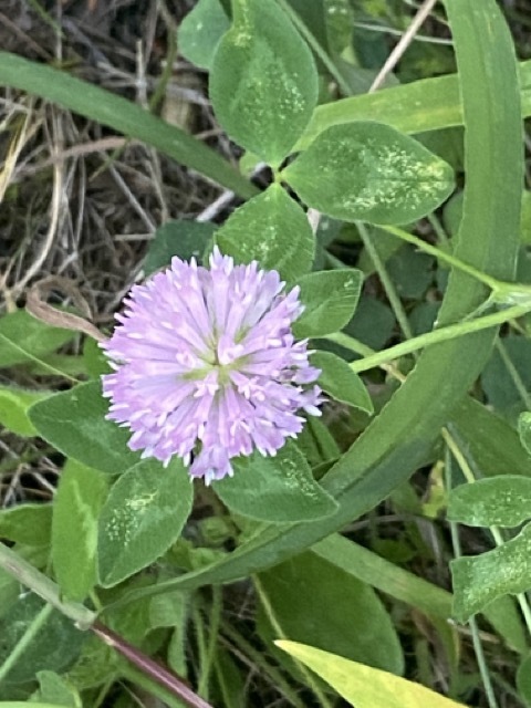 Red Clover from Brighton, Boston, MA, USA on October 4, 2023 at 04:40 ...