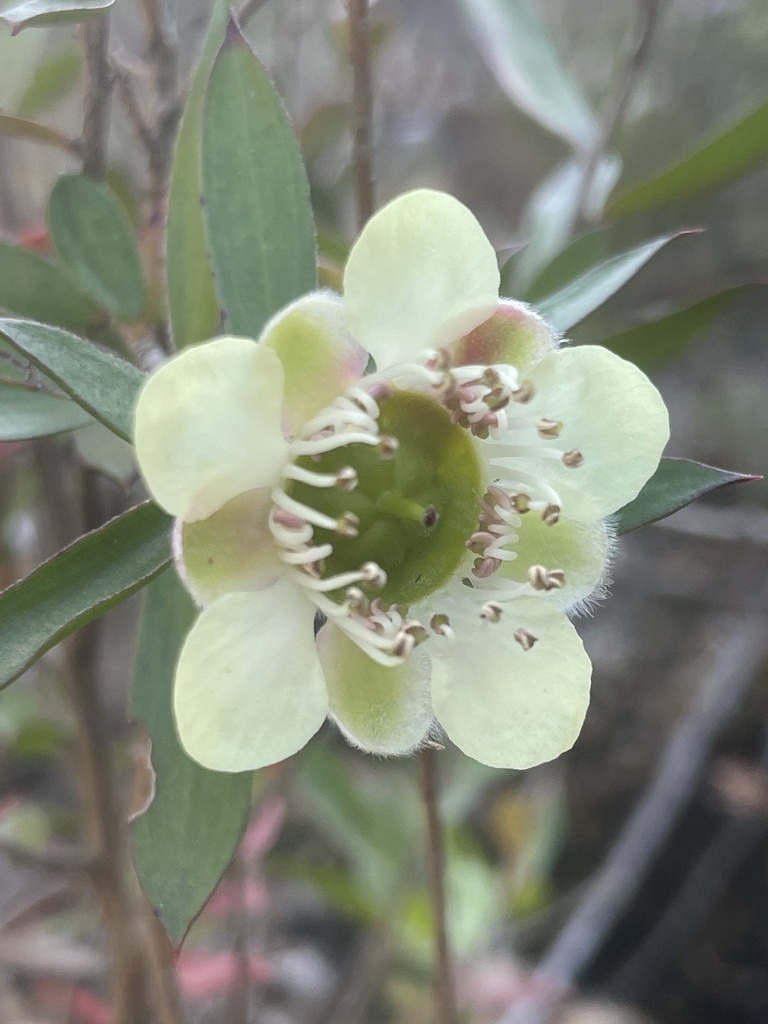 large-fruited tea tree from Blue Mountains National Park, Bell, NSW, AU ...