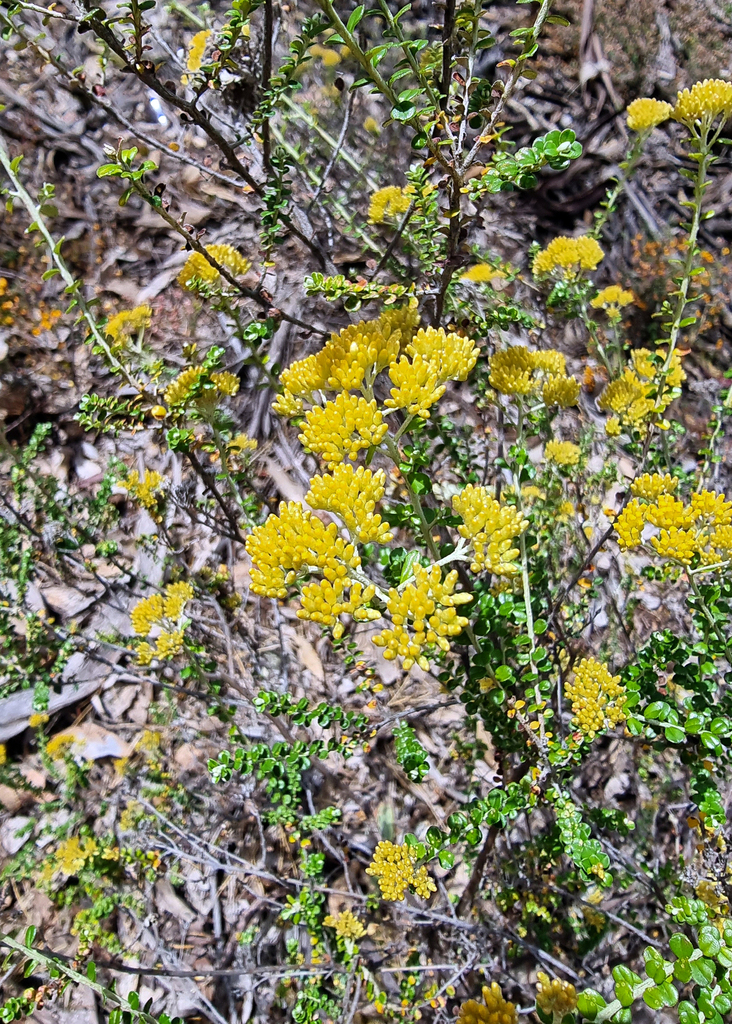Grey Everlasting from St Arnaud VIC 3478, Australia on October 4, 2023 ...