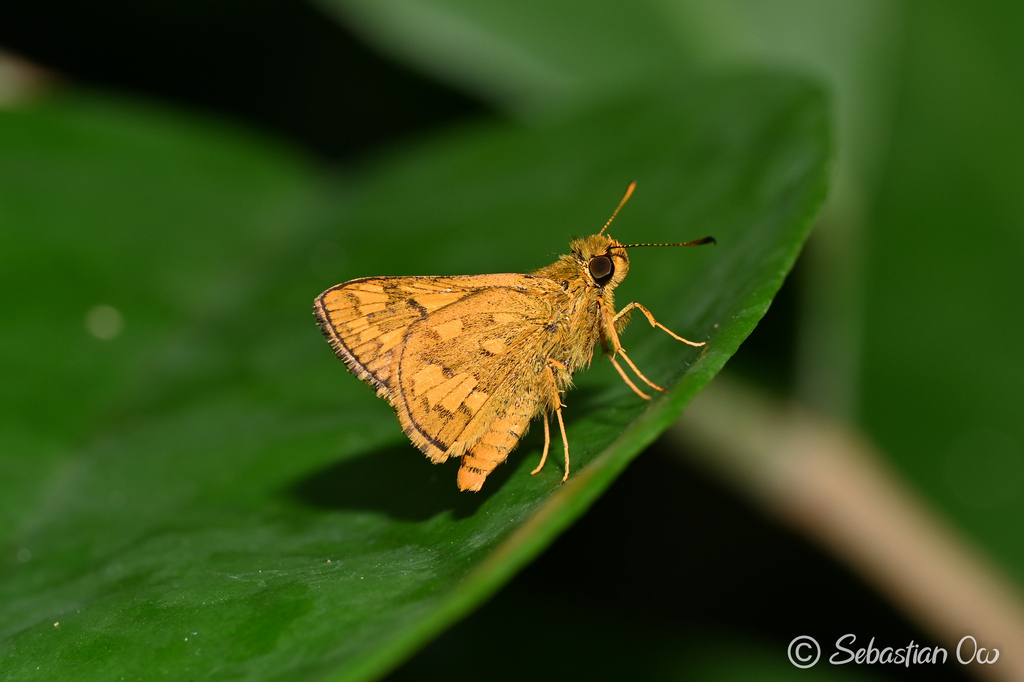 Lesser Dart from Mandai Rd Track 7, Singapore on October 5, 2023 at 02: ...