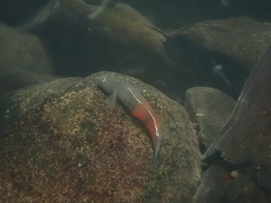 Lentipes bunagaya in September 2023 by Whispers of Aqua · iNaturalist