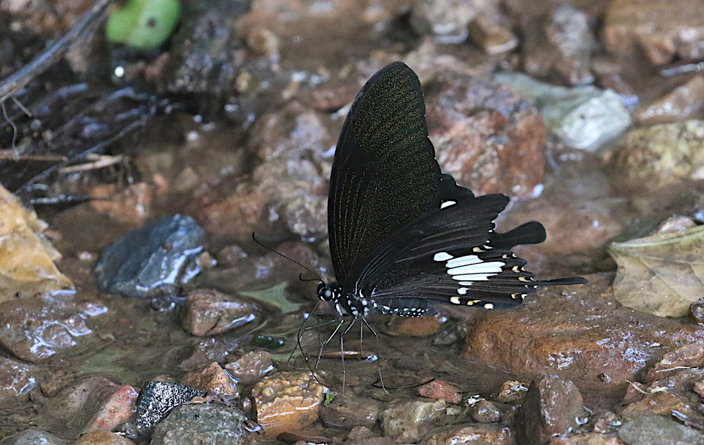 Black and White Helen from Na Hin Lat, Pak Phli District, Nakhon Nayok ...