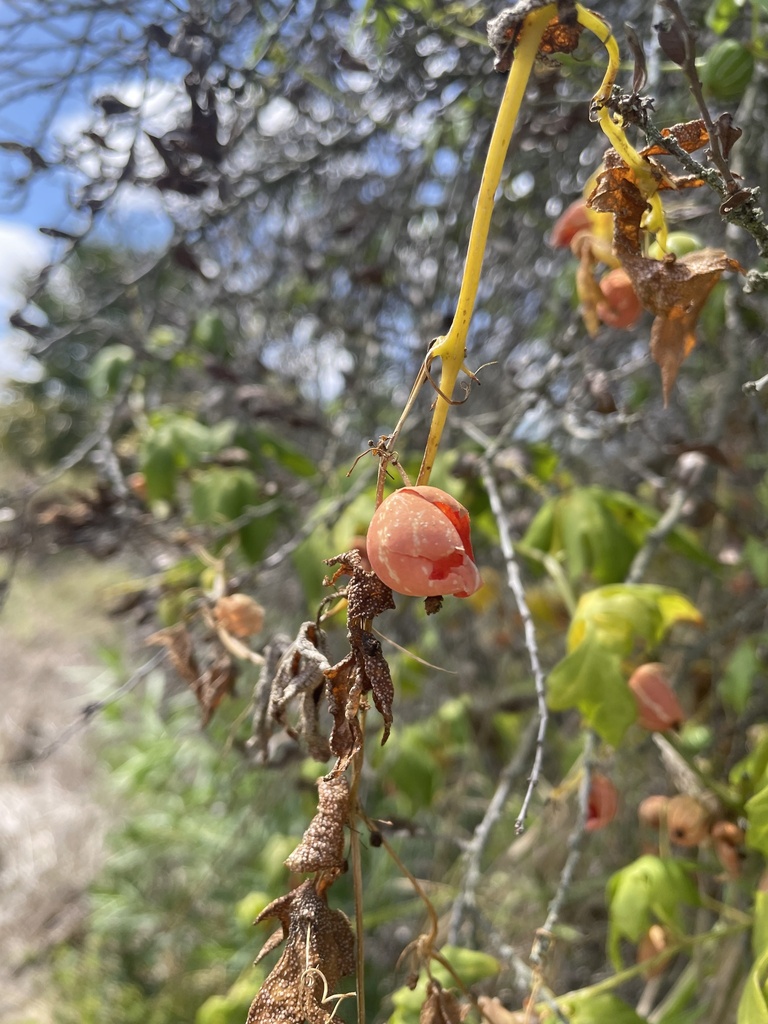 Native Bryony from Gayndah, QLD, AU on October 2, 2023 at 10:52 AM by ...