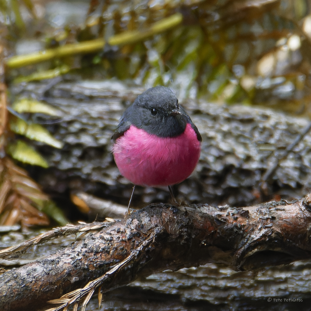 Pink Robin (Petroica rodinogaster) - Avian Discovery