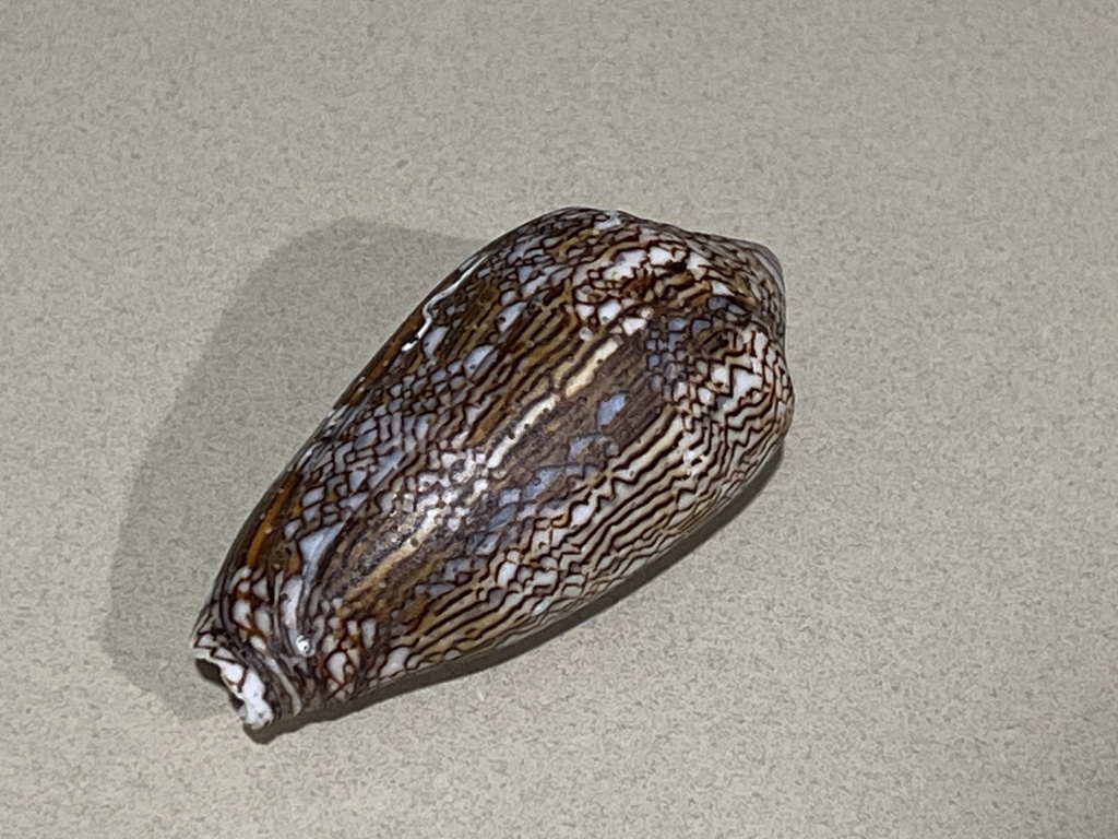 Textile Cone from Second Ave, Woolgoolga, NSW, AU on October 5, 2023 at ...