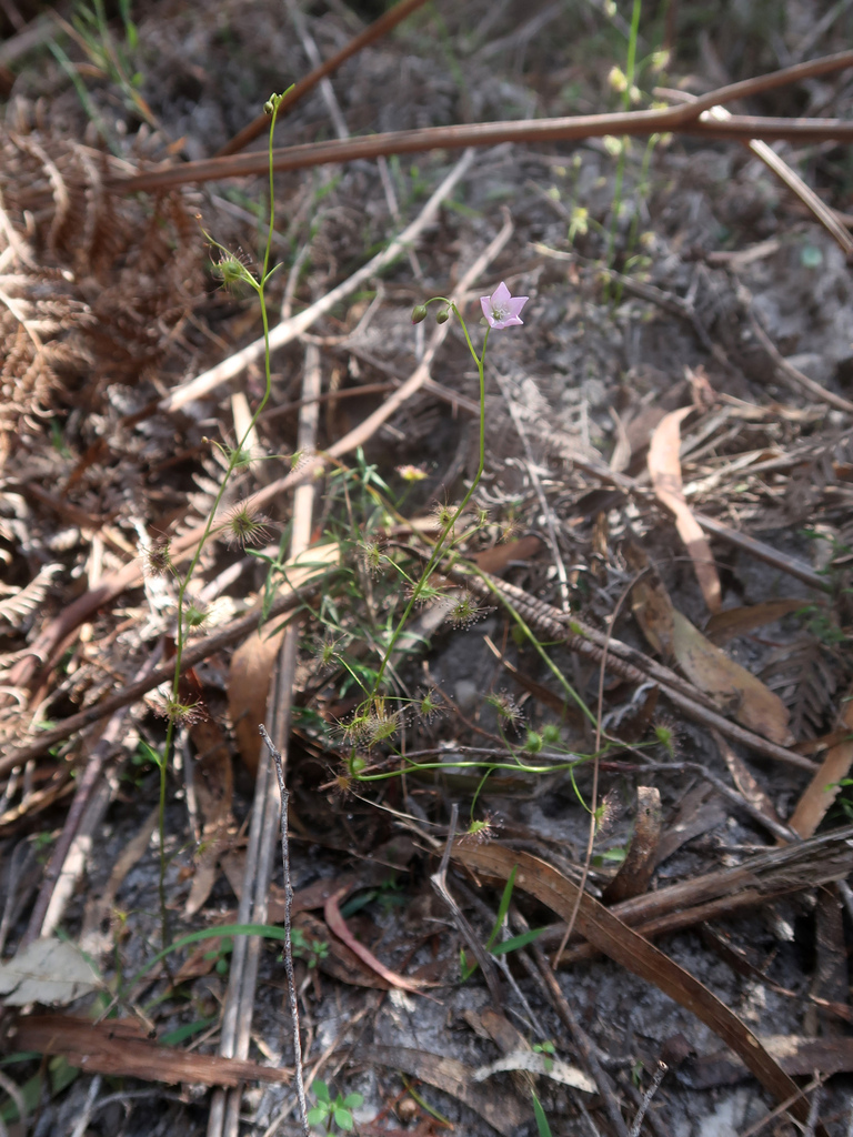 Tall sundew from Native Point Nature Reserve, Swan Bay TAS 7252 ...