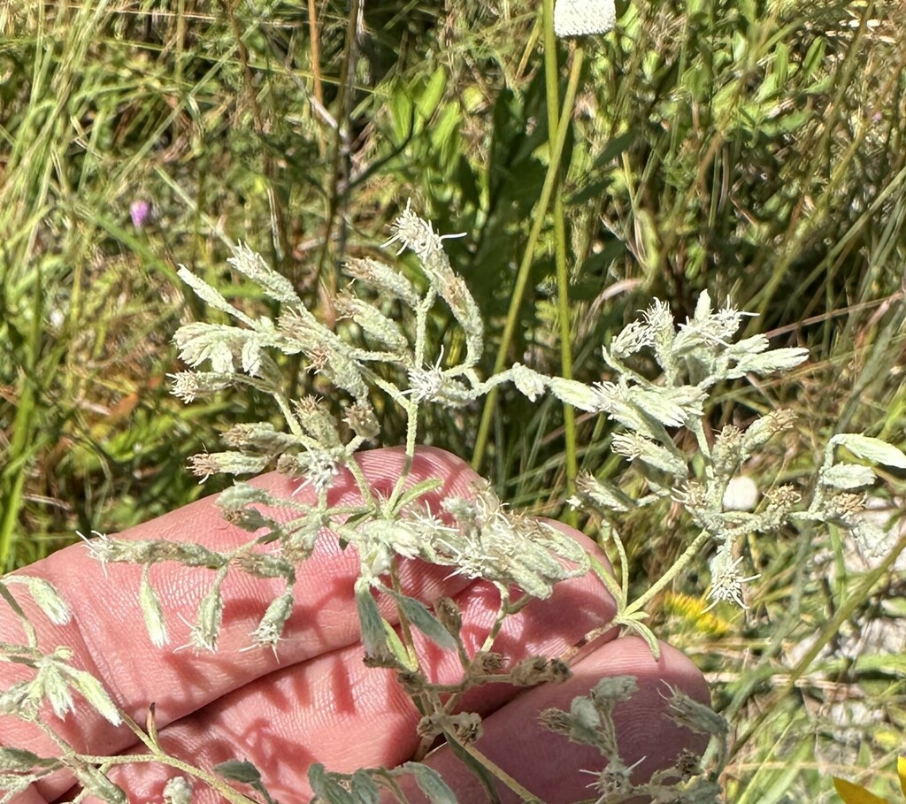 justice-weed from Splinter Hill Bog Preserve, Co. Rd. 47, Baldwin ...