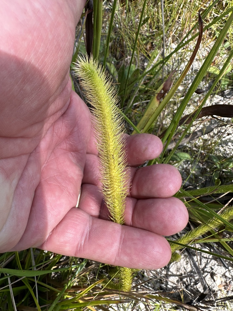 foxtail bog clubmoss from Splinter Hill Bog Preserve, Co. Rd. 47 ...