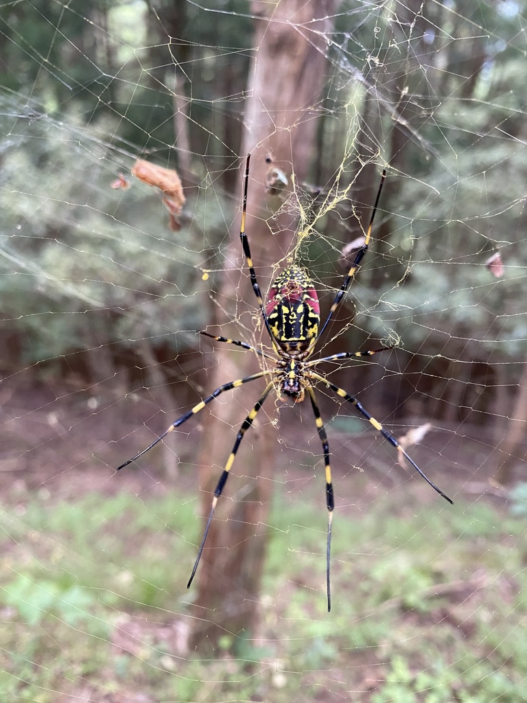 Joro Spider from Mikura, Wakasa, Yazu-Gun, Tottori, JP on October 3 ...